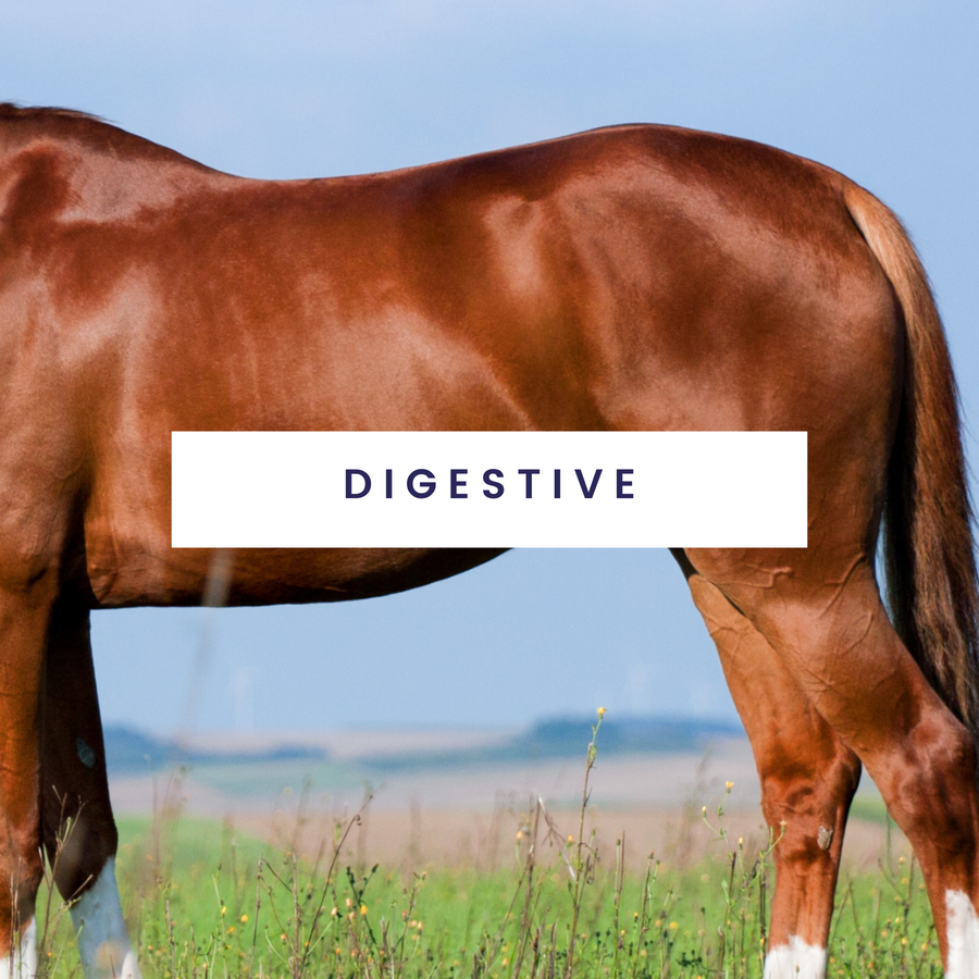 Equine America Usa Equine Supplements And External Care Products